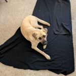 Cleo – Angel's Furry Friends Rescue